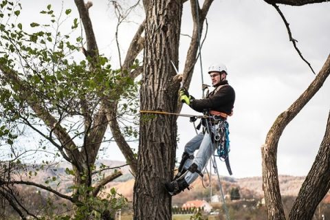 About our quality residential tree service in Bellingham, WA, 98226